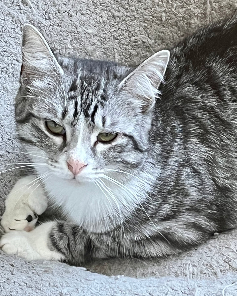 Sassy – safeplaceforanimals