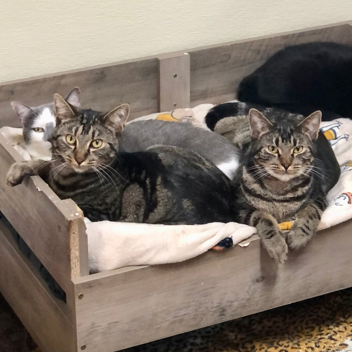 Asa – safeplaceforanimals