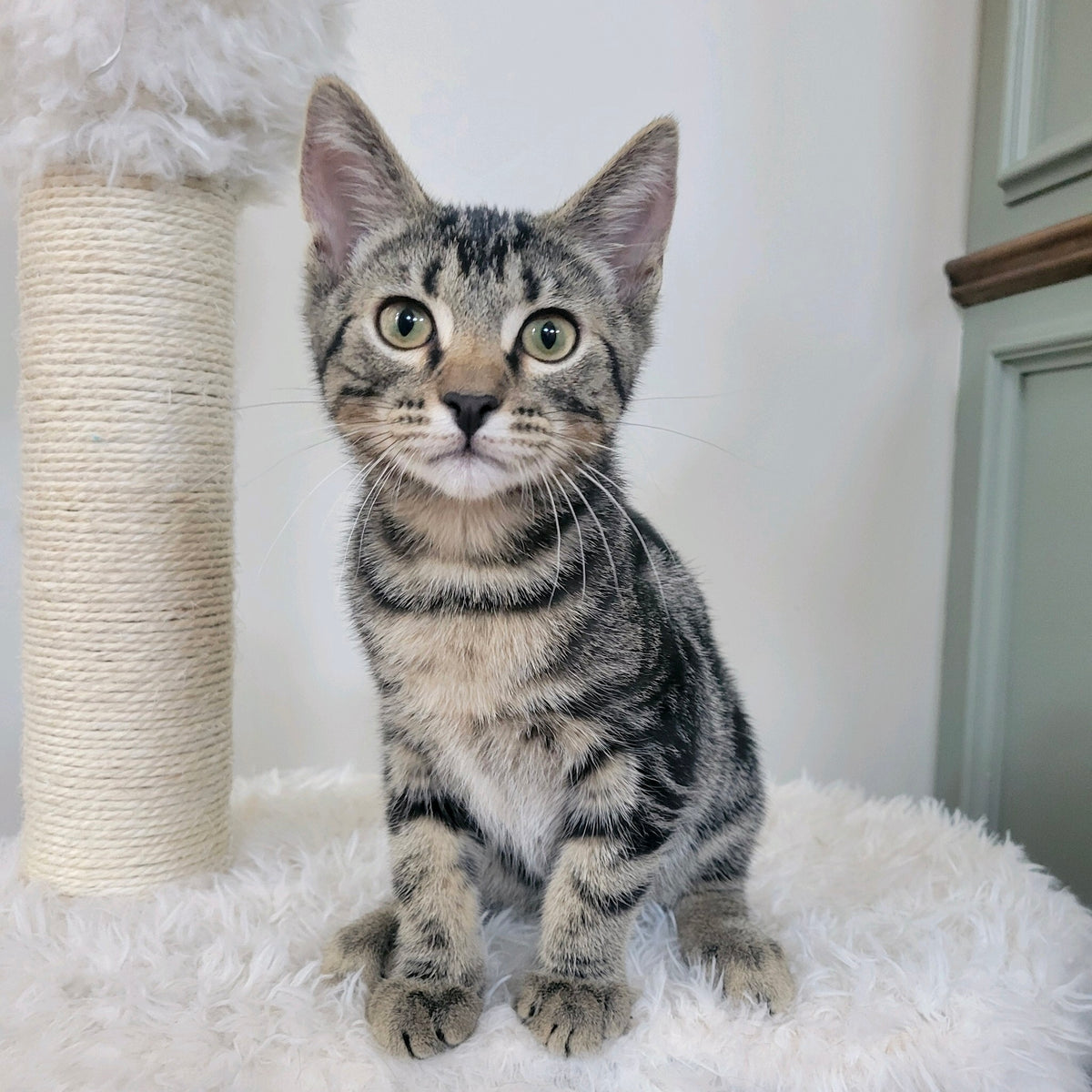 Asa – safeplaceforanimals