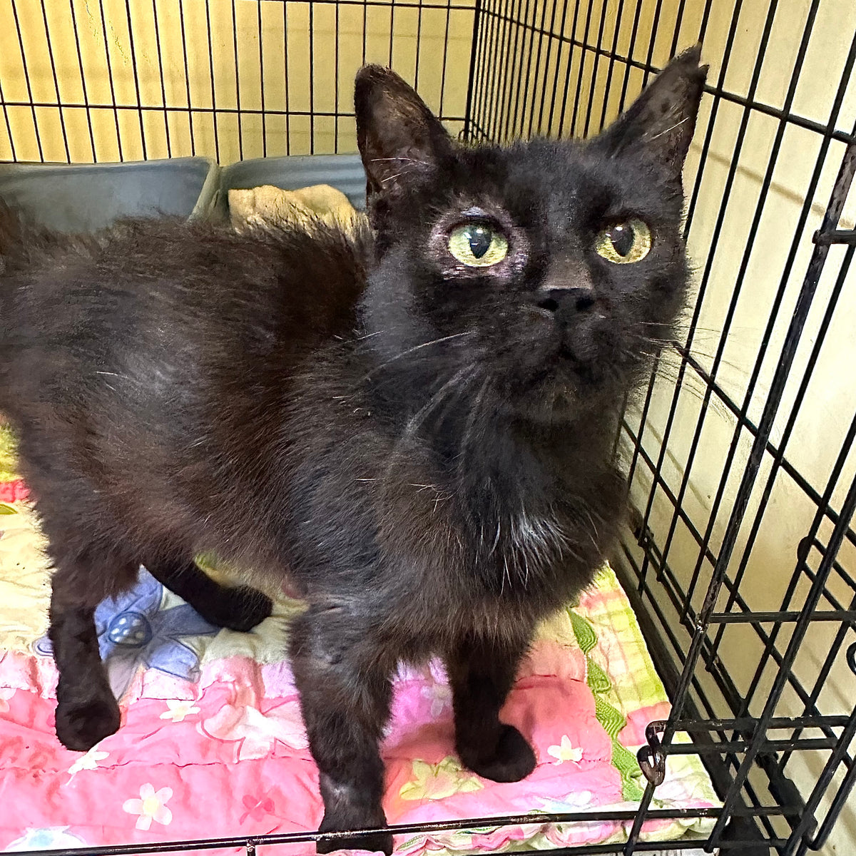 Carol Lynn – safeplaceforanimals