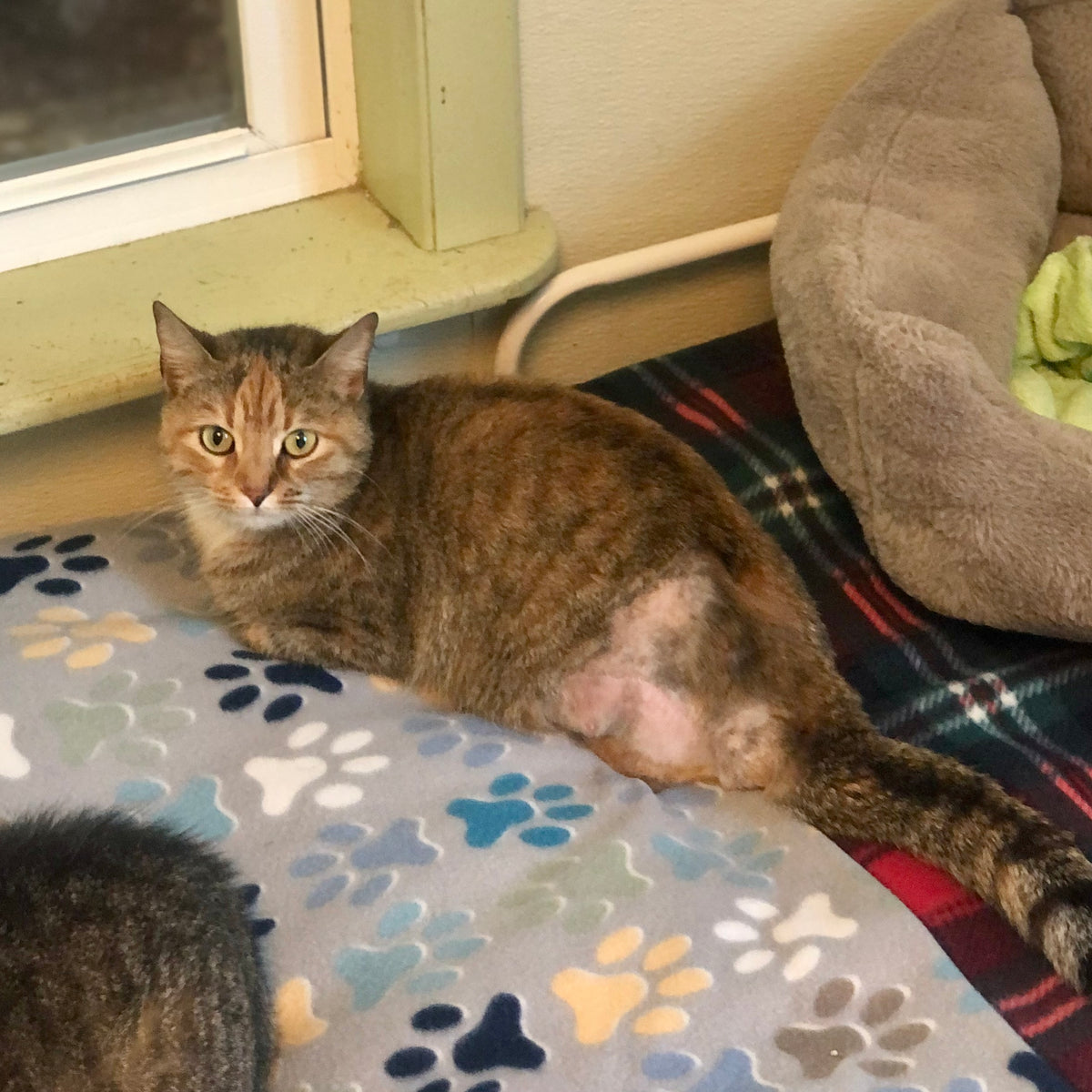 Lucie – safeplaceforanimals