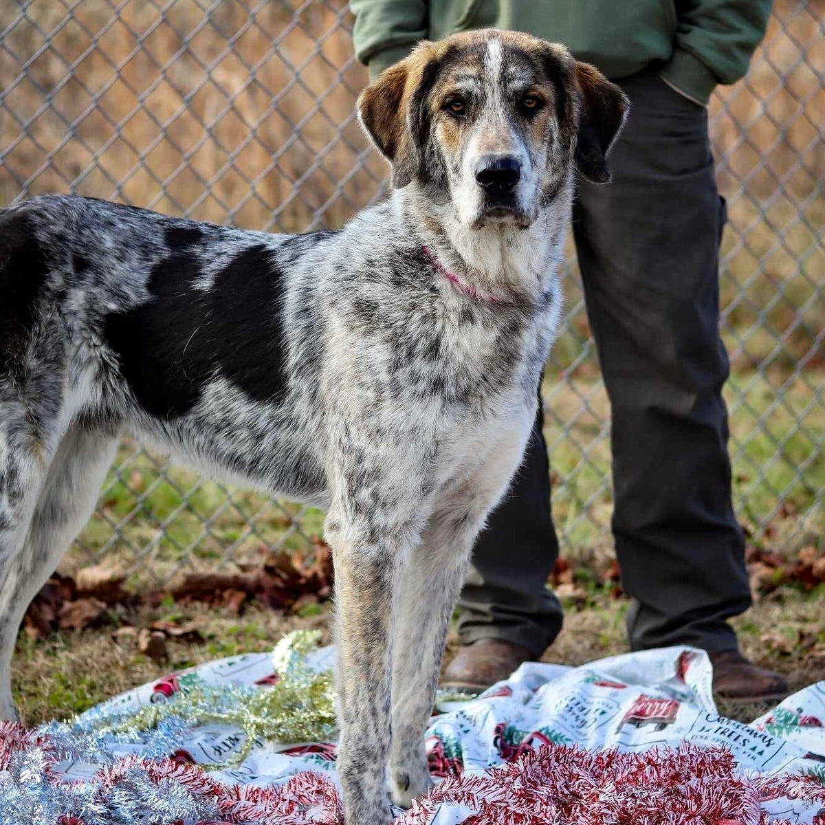 Milton – safeplaceforanimals