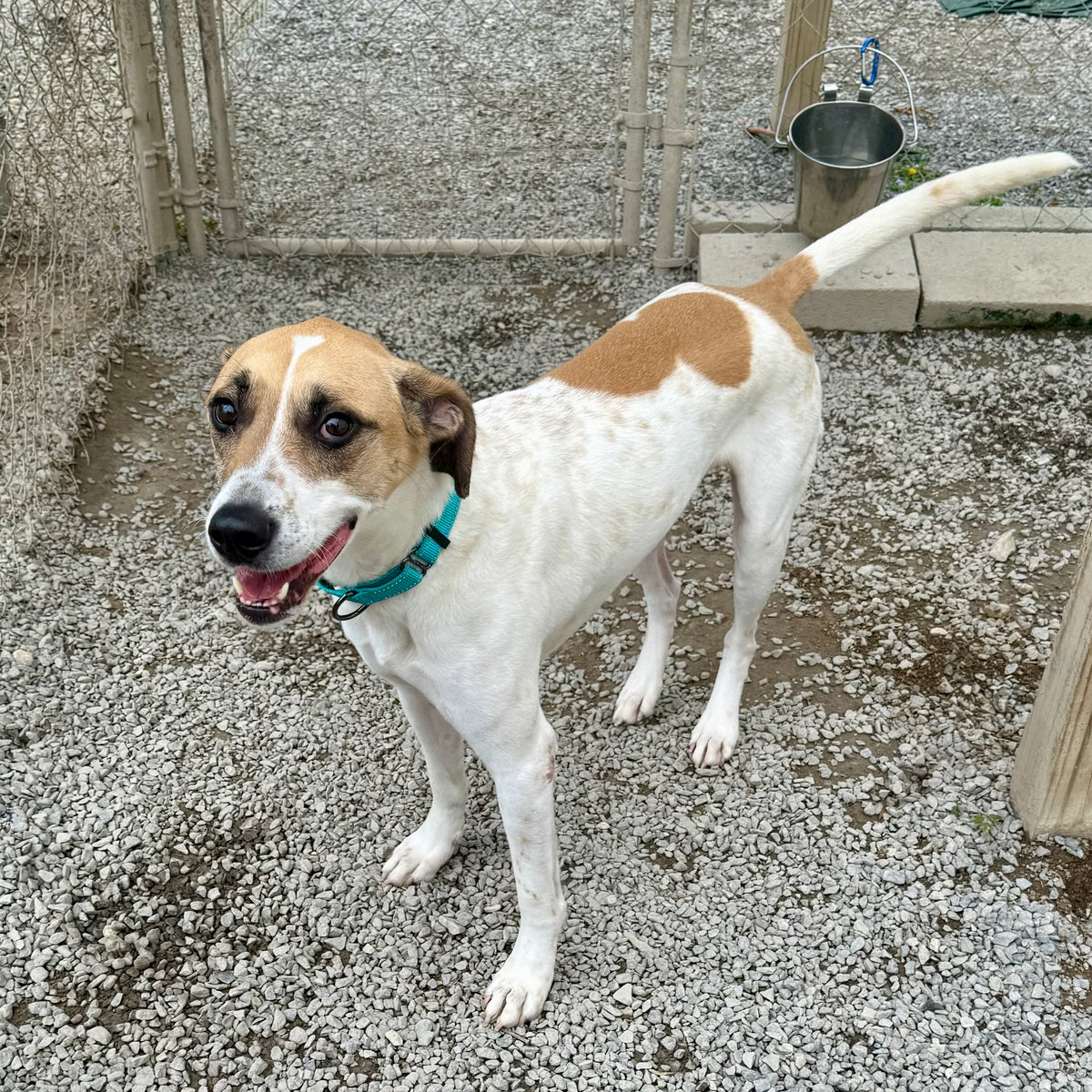 Boone – safeplaceforanimals