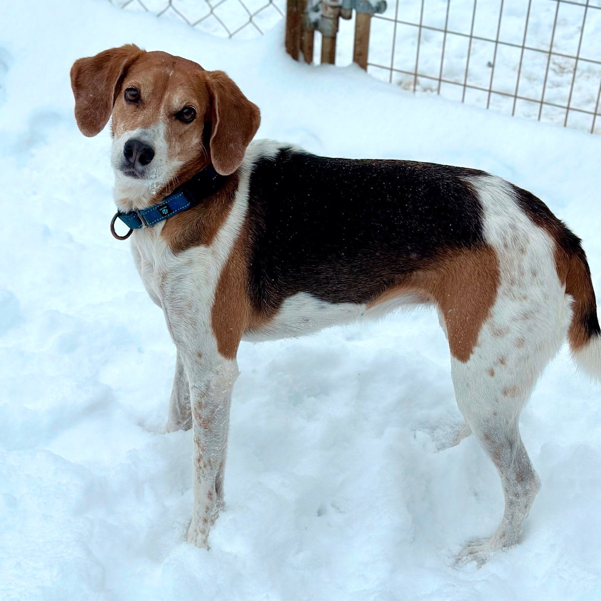 Patsy – safeplaceforanimals