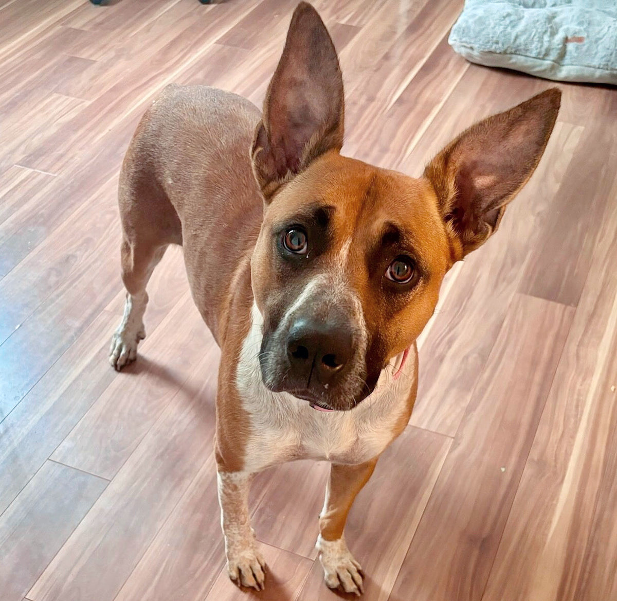 Laurie Ann – safeplaceforanimals