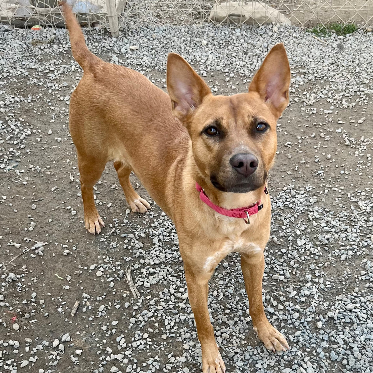 Leah – safeplaceforanimals