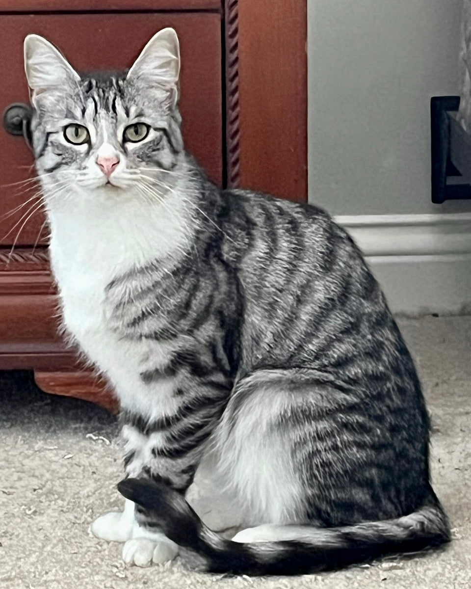 Sassy – safeplaceforanimals