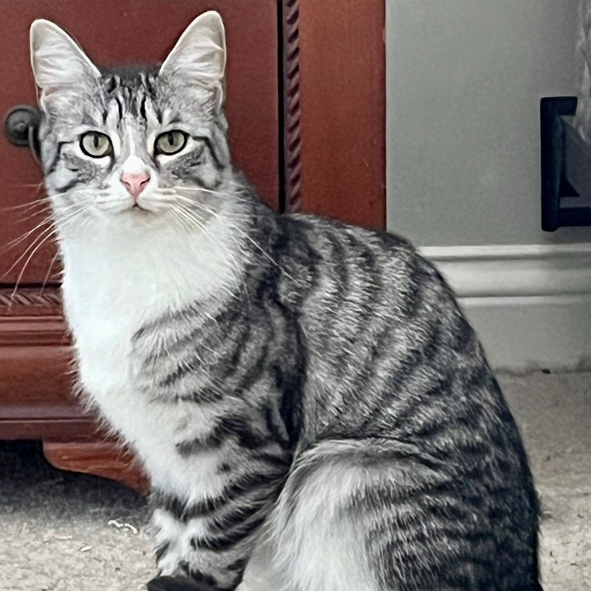 Sassy – safeplaceforanimals