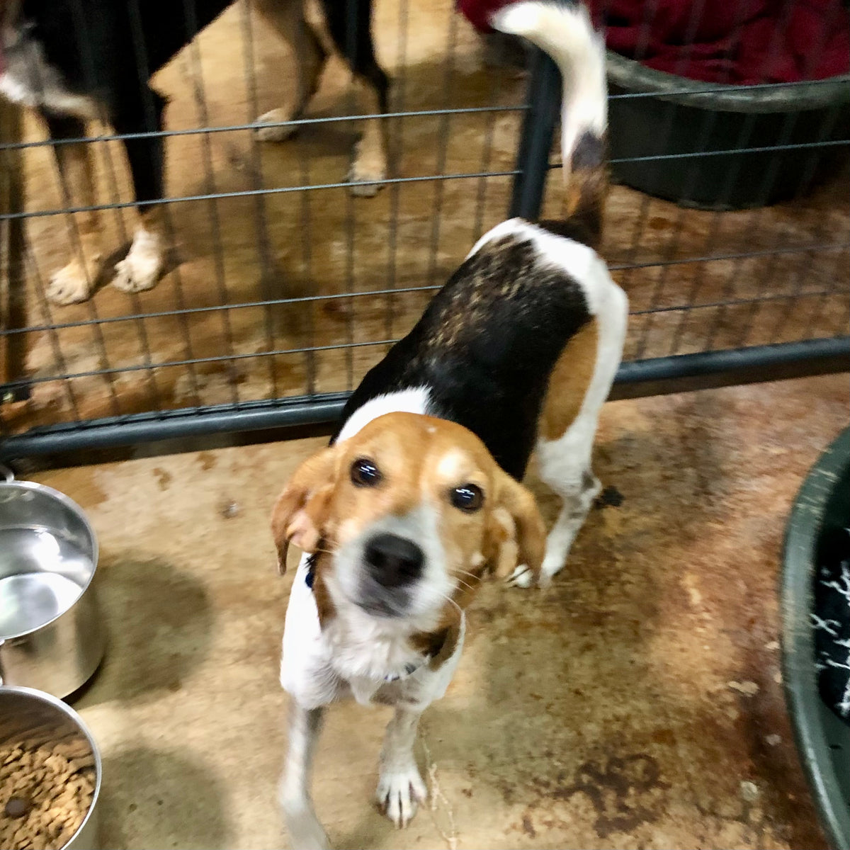 Patsy – safeplaceforanimals