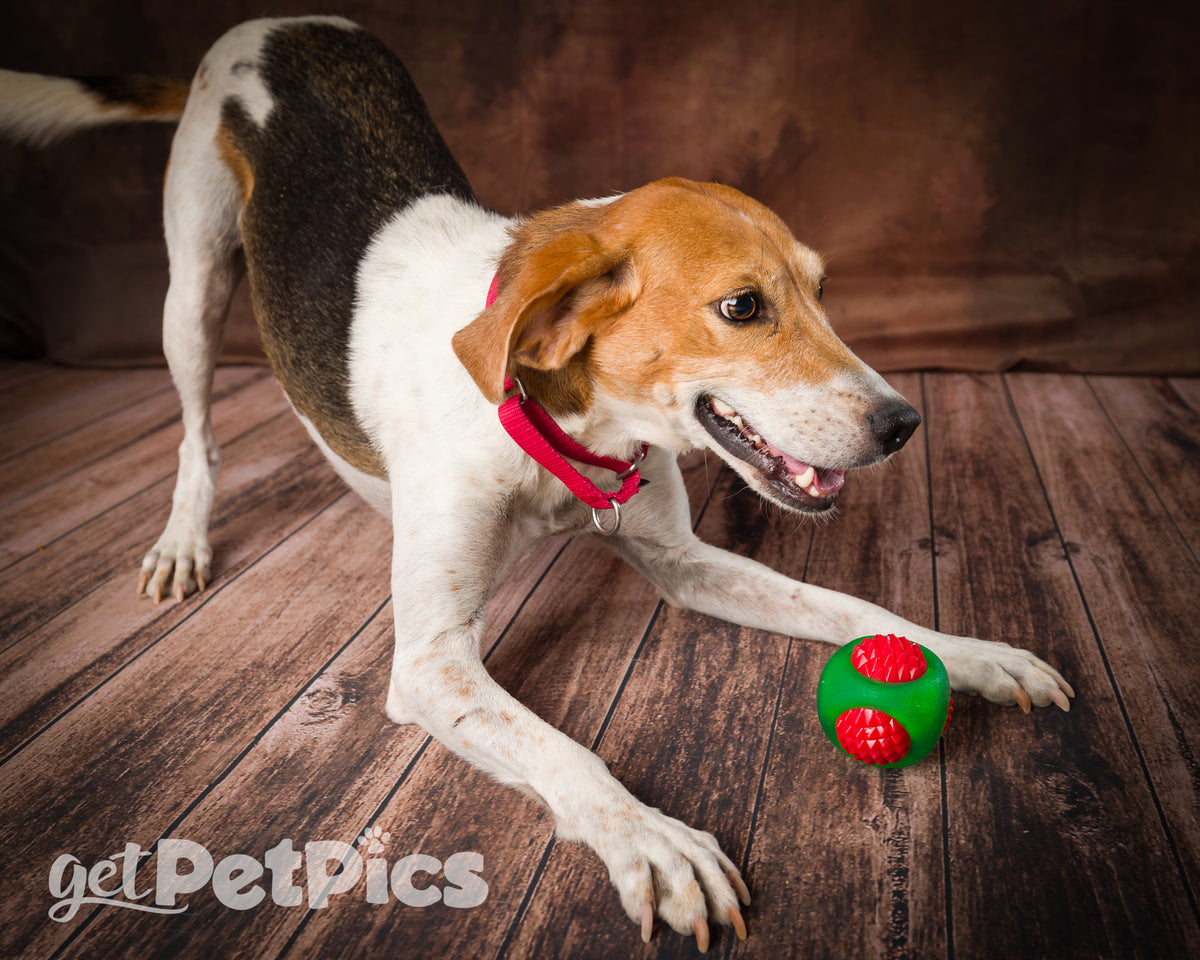 Patsy – safeplaceforanimals