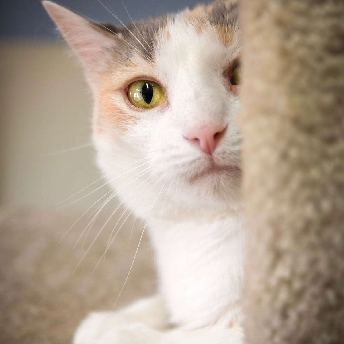 Lacy – safeplaceforanimals