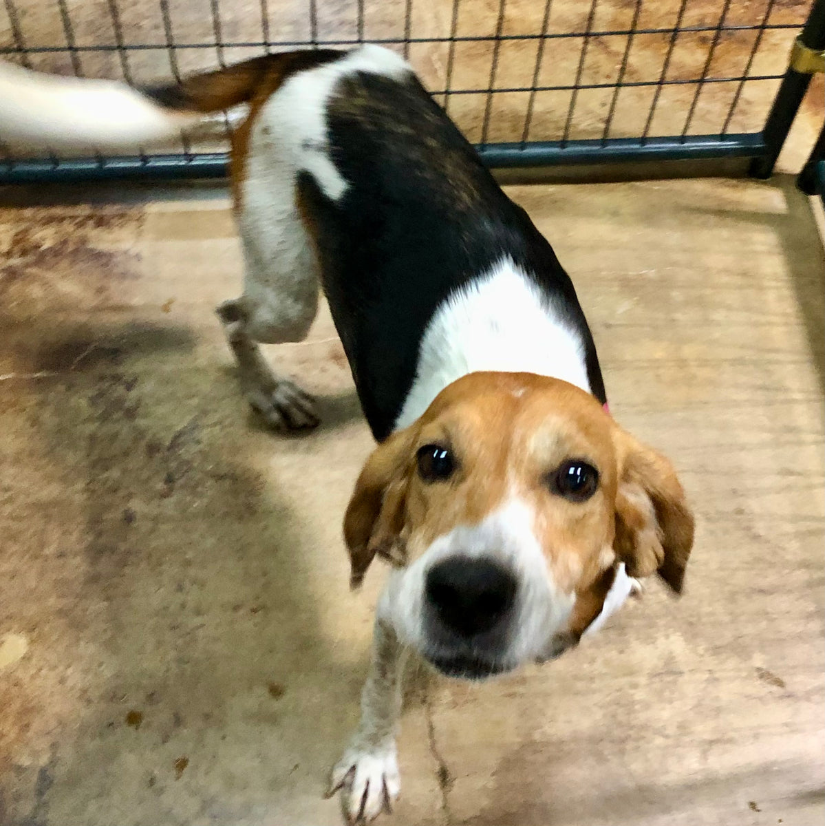 Patsy – safeplaceforanimals