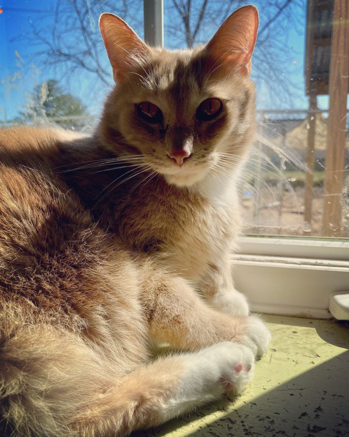 TC – safeplaceforanimals