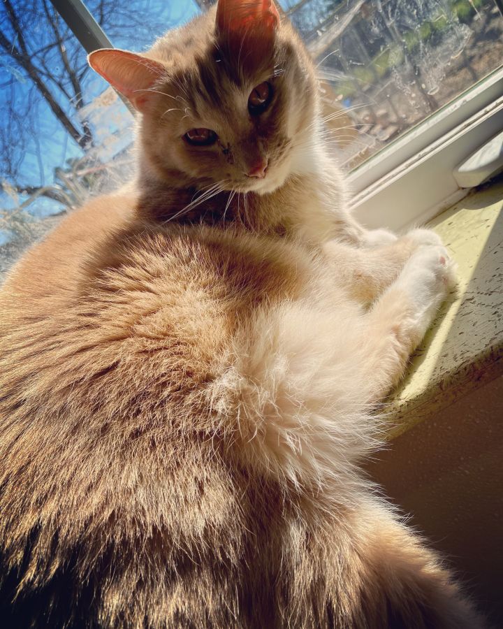 TC – safeplaceforanimals