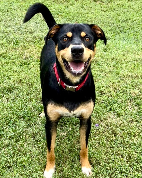 Terrance – safeplaceforanimals