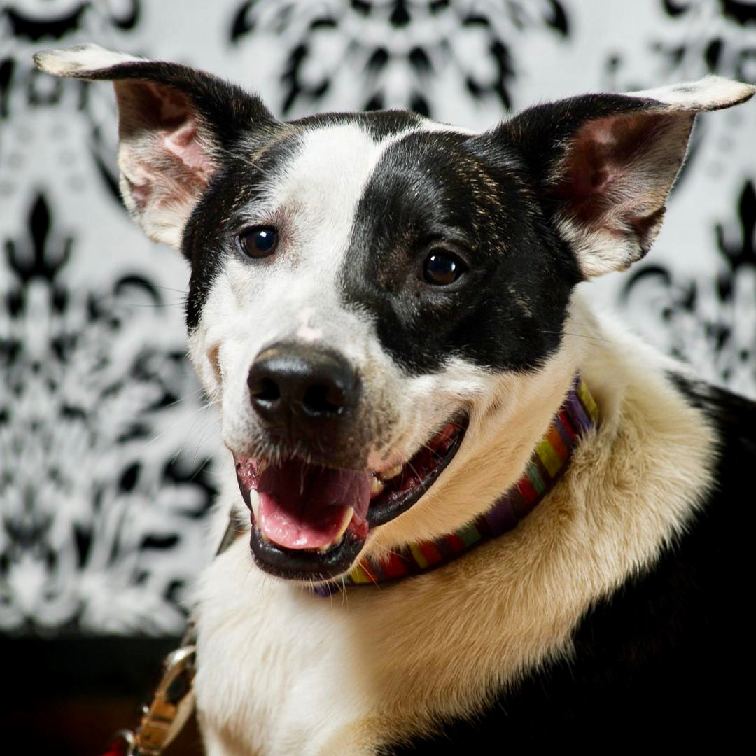 Dexter – safeplaceforanimals